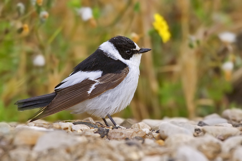 Balia dal collare | Lipu ODV